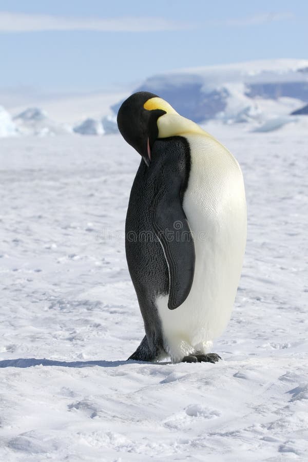Emperor Penguin (Aptenodytes Forsteri) Stock Photo - Image of south ...