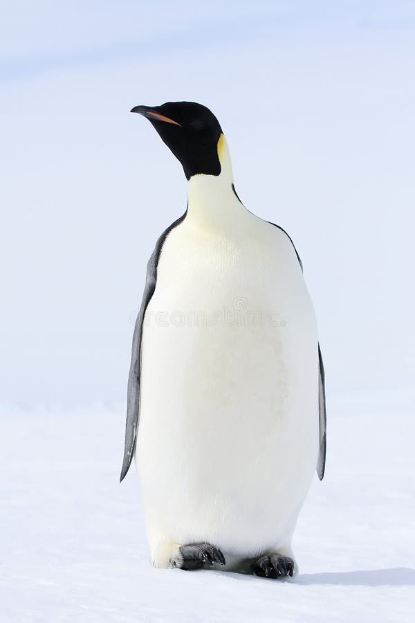 Emperor Penguin (Aptenodytes Forsteri) Stock Image - Image of bird ...