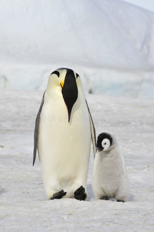 Emperor Penguin with chick stock photo. Image of cold - 92287308