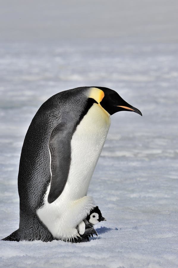 Emperor Penguin with chick stock image. Image of baby - 92297145