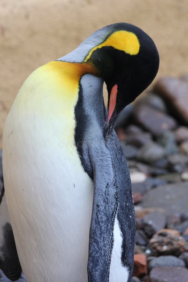 Emperor Penguin stock photo. Image of yellow, cold, antarctica - 39838336