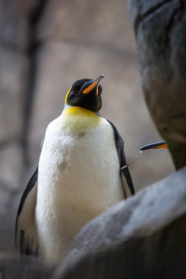 Emperor Penguin on Grey Stone Stock Photo - Image of stone, winter ...
