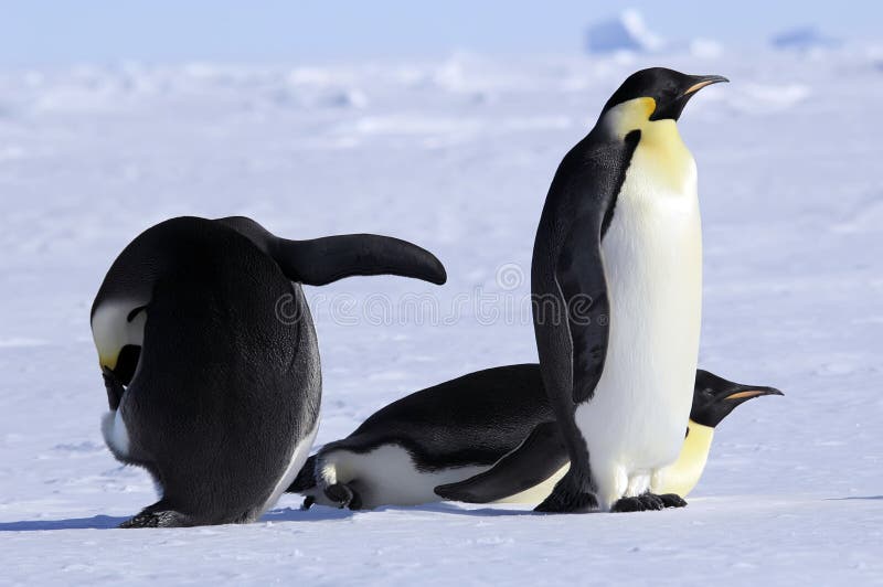 Emperor penguin group stock photo. Image of explorer, iceberg - 2562128