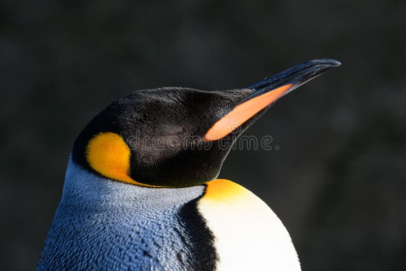 Emperor Penguin Portrait stock photo. Image of head - 108659756
