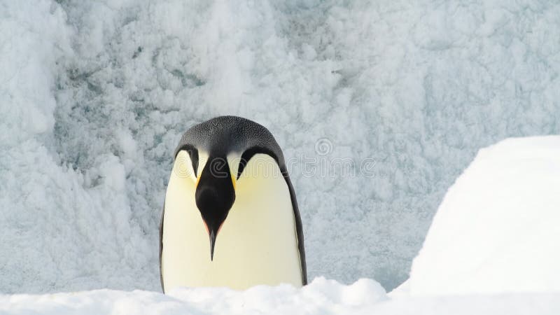 Emperor Penguin on the Snow in Antarctica Stock Video - Video of chick ...