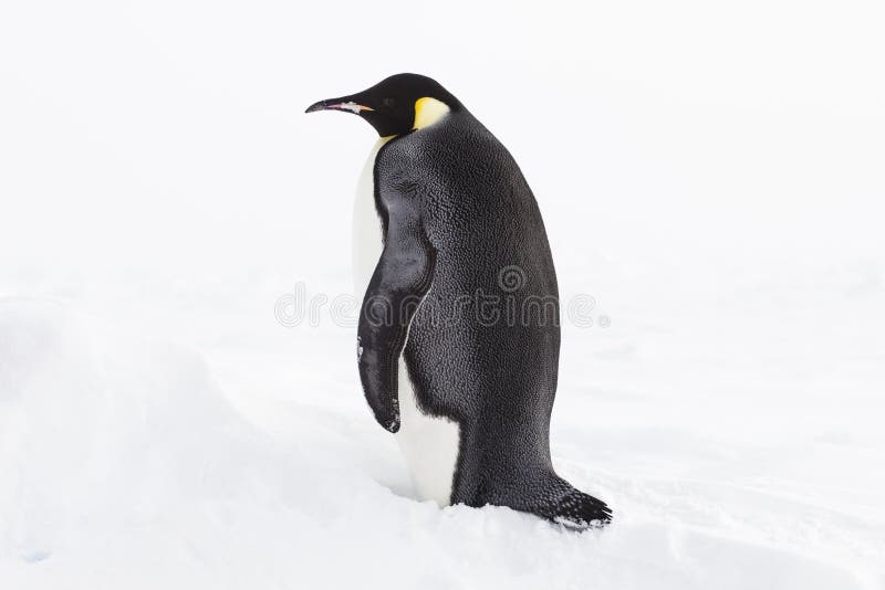 An Emperor Penguin Standing Up Stock Photo - Image of tuxedo, forsteri ...