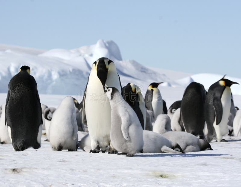 Emperor Penguins (Aptenodytes Forsteri) Stock Image - Image of forsteri ...