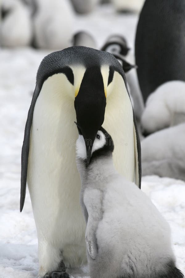 Emperor Penguins (Aptenodytes Forsteri) Stock Photo - Image of penguin ...
