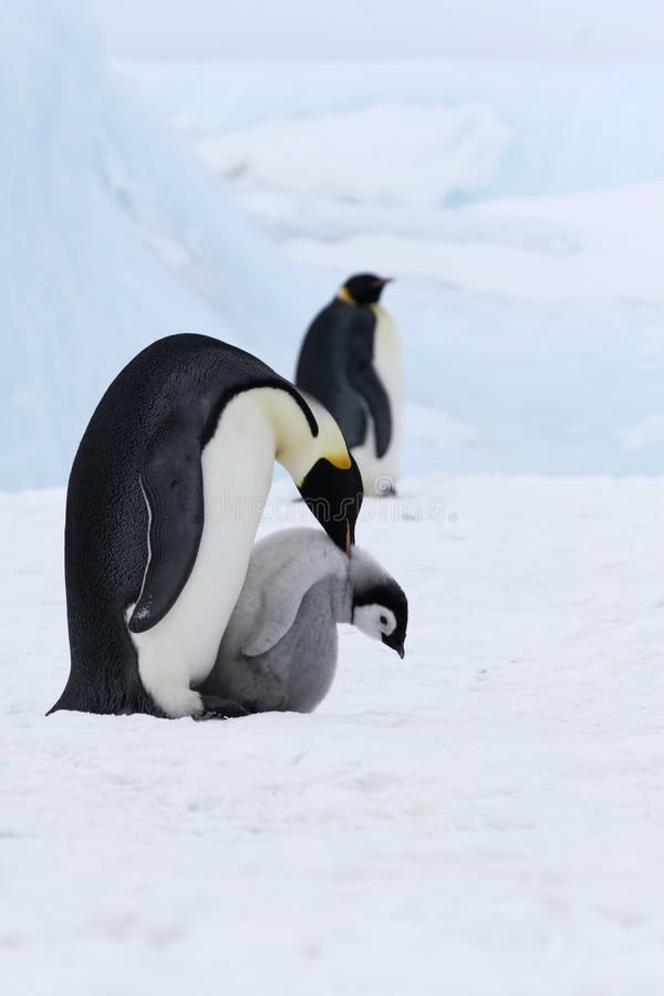 Emperor Penguins (Aptenodytes Forsteri) Stock Image - Image of polar ...