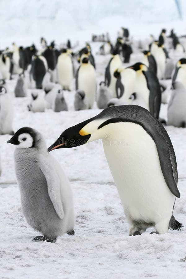 Emperor Penguins (Aptenodytes Forsteri) Stock Image - Image of penguin ...
