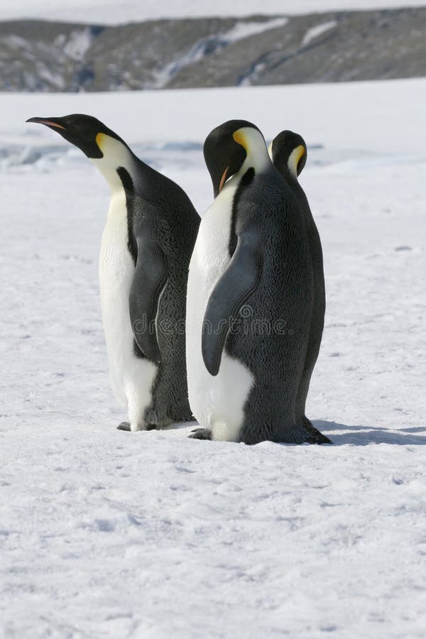 Emperor Penguins (Aptenodytes Forsteri) Stock Photo - Image of ...