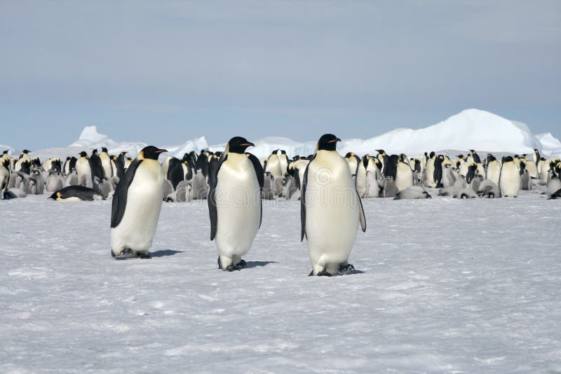 Emperor Penguins (Aptenodytes Forsteri) Stock Image - Image of cold ...