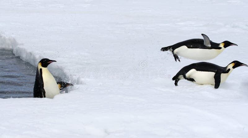 Emperor Penguins (Aptenodytes Forsteri) Stock Photo - Image of bird ...