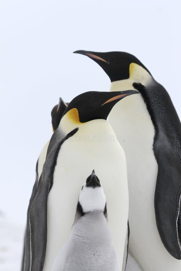 Emperor Penguins (Aptenodytes Forsteri) Stock Image - Image of polar ...