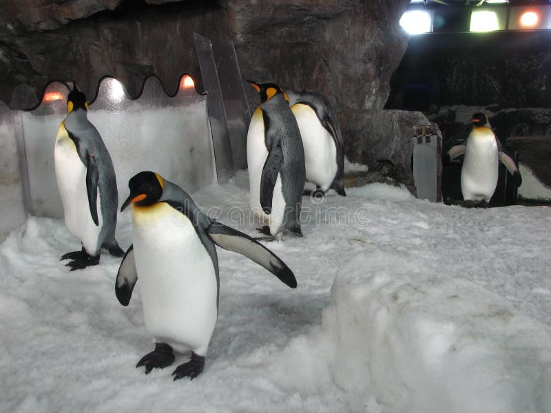 Obese Penguins Peeing Stock Photos - Free & Royalty-Free Stock Photos ...