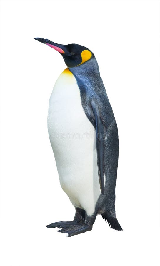 Emperor penguins stock image. Image of beak, white, bird - 71076831