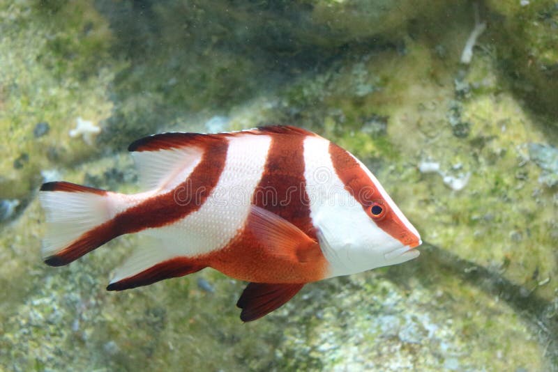 Emperor Red Snapper in Aquarium Stock Photo - Image of marine, animal ...