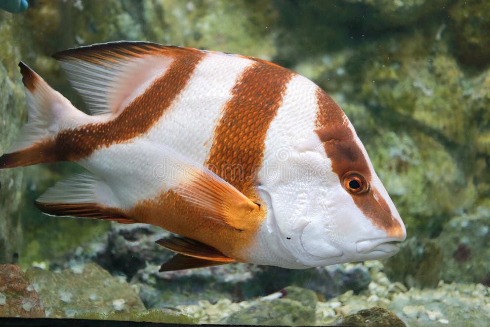 Emperor red snapper stock image. Image of fresh, tropical - 71699073