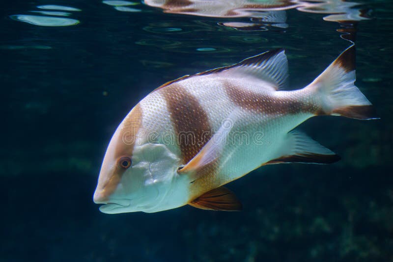 Red Emperor (government Bream) Lutjanus Sebae Stock Image - Image of ...