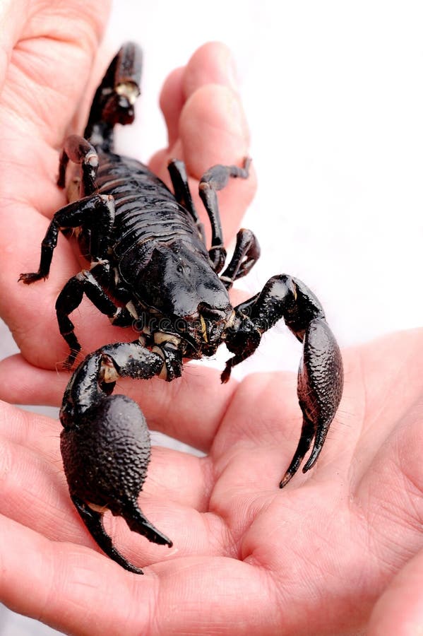 Emperor Scorpion stock image. Image of pincers, arachnid - 2265311