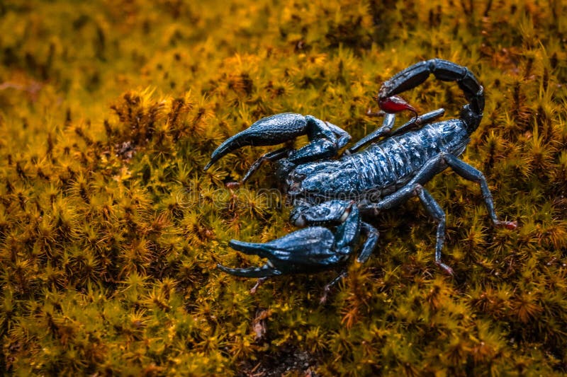 Emperor Scorpion stock photo. Image of harm, regions - 301030404