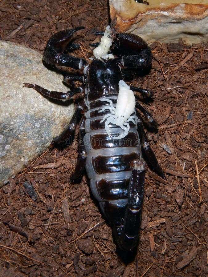 219 Scorpion Baby Stock Photos - Free & Royalty-Free Stock Photos from ...