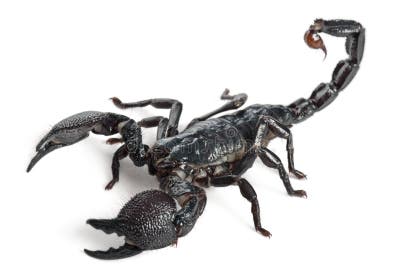 Scorpion Front View Stock Photos - Free & Royalty-Free Stock Photos ...