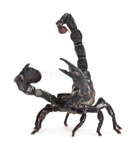 Scorpion Front View Stock Photos - Free & Royalty-Free Stock Photos ...
