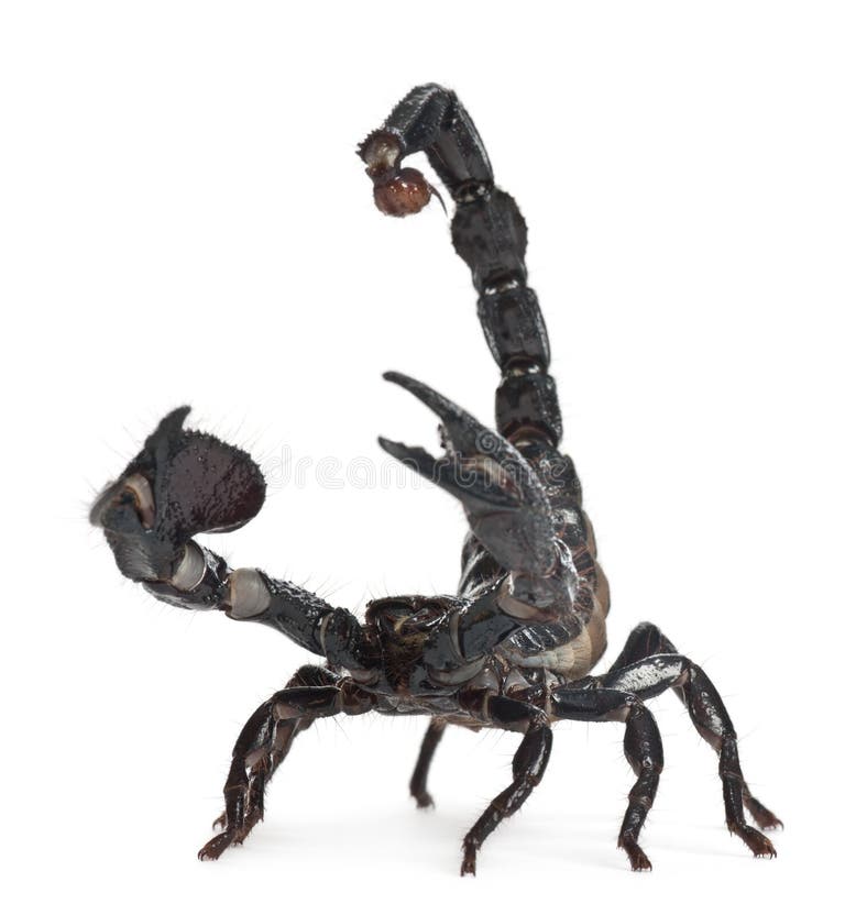 Scorpion Front View Stock Photos - Free & Royalty-Free Stock Photos ...