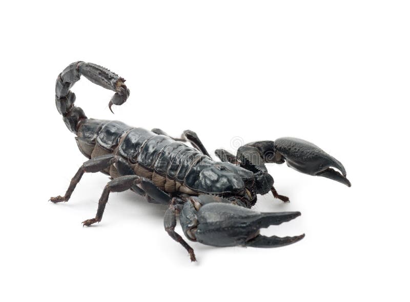 Emperor Scorpion, Pandinus Imperator, 1 Year Stock Photo - Image of ...