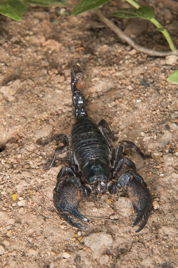 Emperor Scorpion (Pandinus Imperator), Accra, Ghana Stock Photo - Image ...