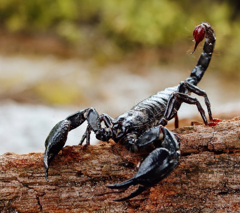 Emperor Scorpion stock image. Image of feet, pandinus - 293670203