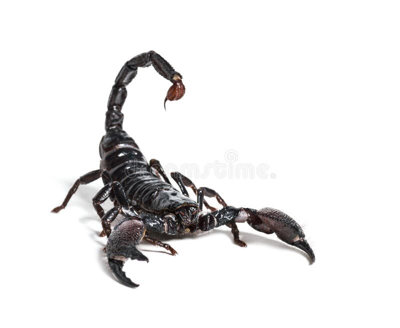Scorpion Front View Stock Photos - Free & Royalty-Free Stock Photos ...