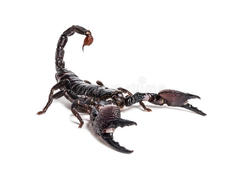 Scorpion Front View Photos - Free & Royalty-Free Stock Photos from ...