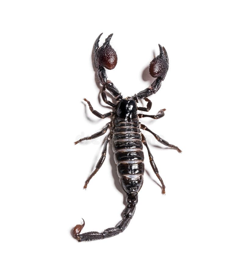 Scorpion Front View Photos - Free & Royalty-Free Stock Photos from ...