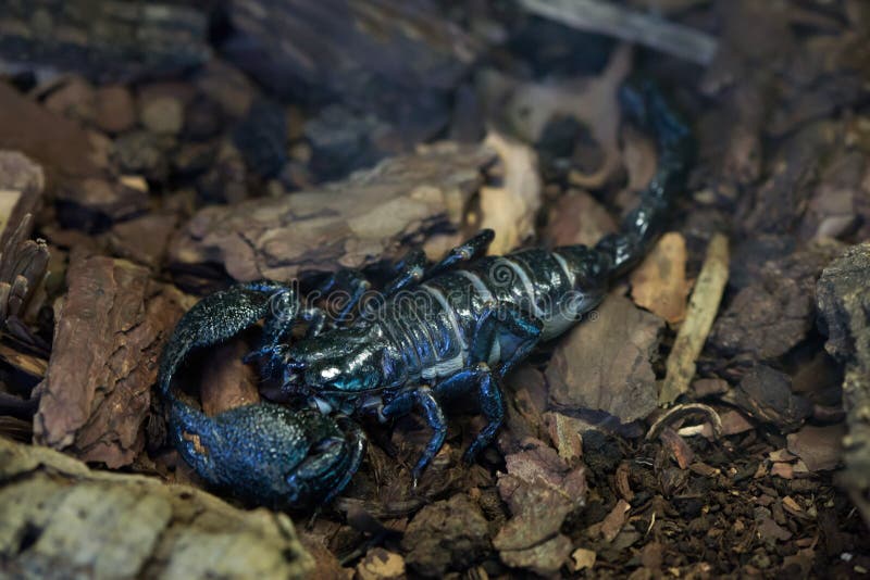 Emperor Scorpion (Pandinus Imperator). Stock Image - Image of bissau ...