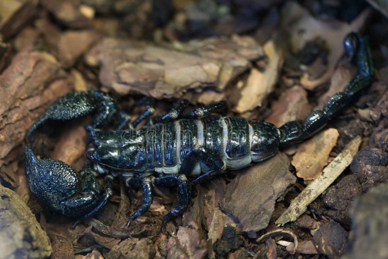 Emperor Scorpion (Pandinus Imperator). Stock Photo - Image of animals ...