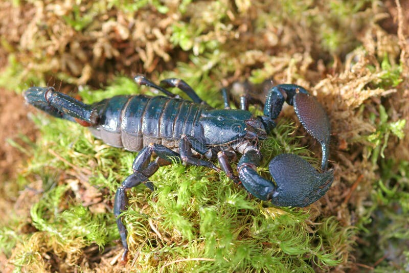 Emperor Scorpion Habitat