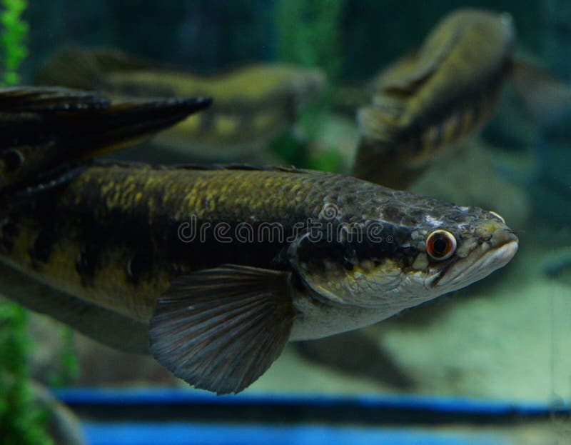 Emperor snake-head fish stock image. Image of closeup - 64795969