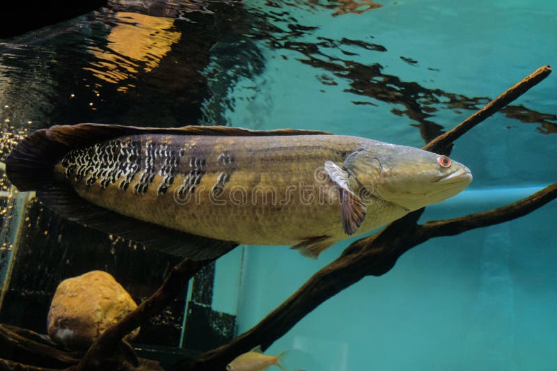 Emperor Snakehead. Channa Marulioides Fish Stock Photo - Image of ...