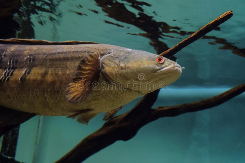 Emperor Snakehead. Head of Channa Marulioides Fish Stock Photo - Image ...