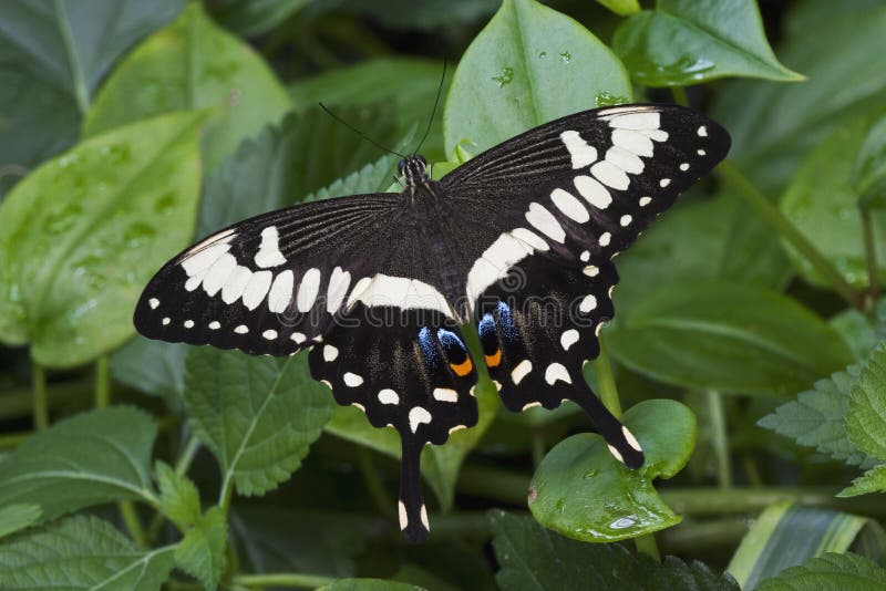 Emperor Swallowtail stock image. Image of invertebrates - 1118891