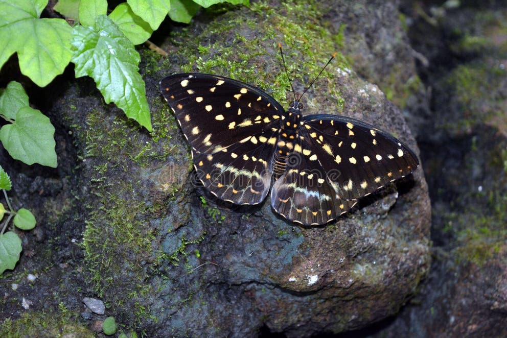 The Emperor Swallowtail - Papilio Ophidicephalus Stock Photo - Image of ...