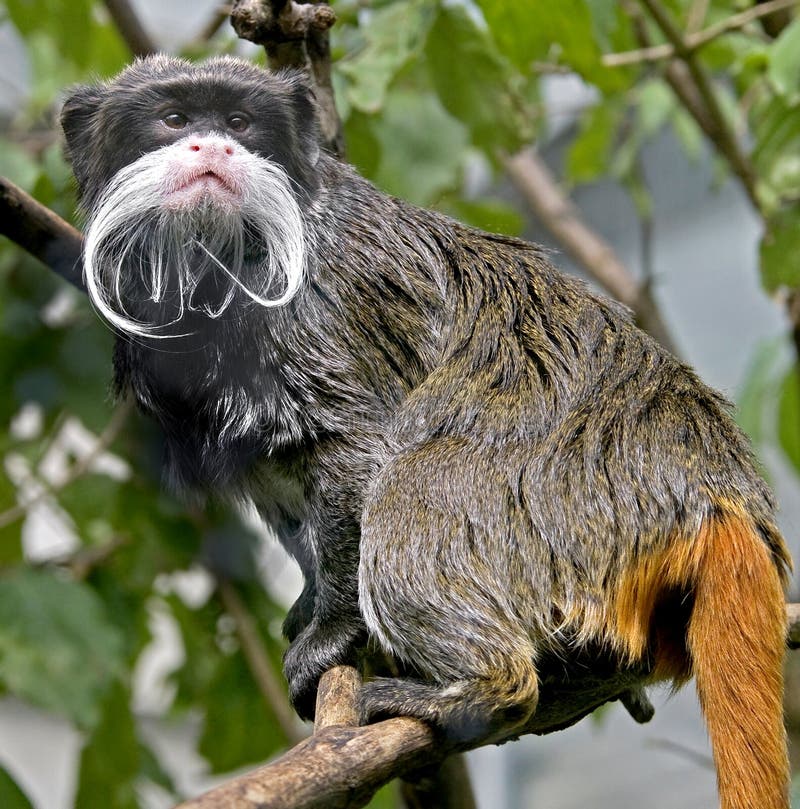 Emperor Tamarin (Saguinus Imperator) Stock Image - Image of beard ...