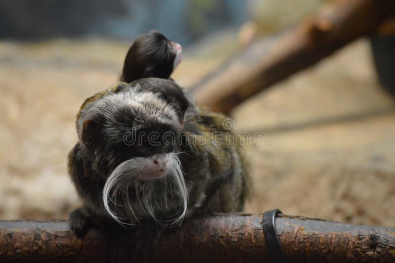 Emperor Tamarin stock image. Image of edge, face, perspective - 99004477