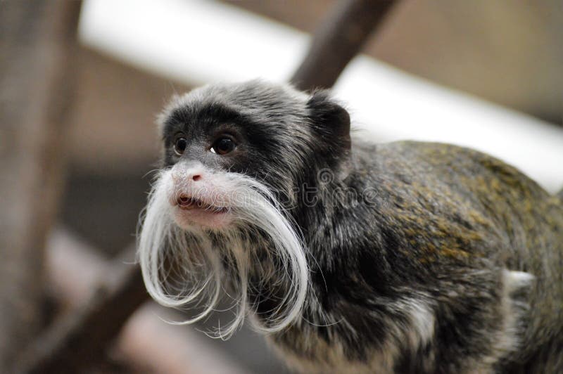 Emperor Tamarin stock photo. Image of center, colors - 84942202