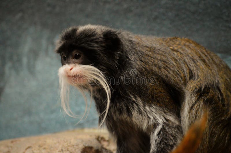 Emperor Tamarin stock photo. Image of adult, brown, face - 89411708
