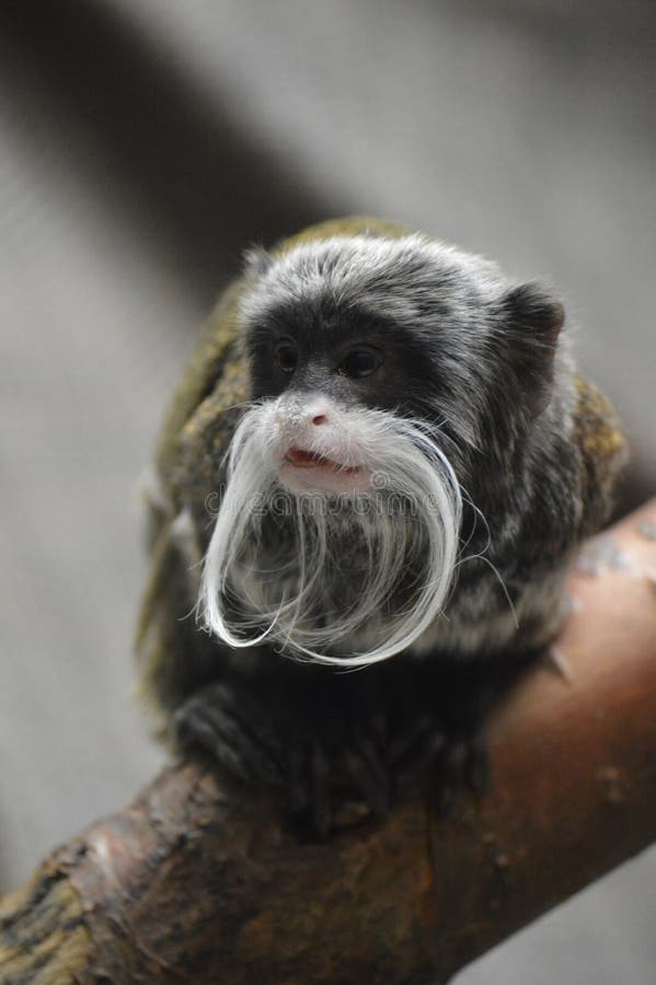 Emperor Tamarin stock photo. Image of life, calm, long - 89783550