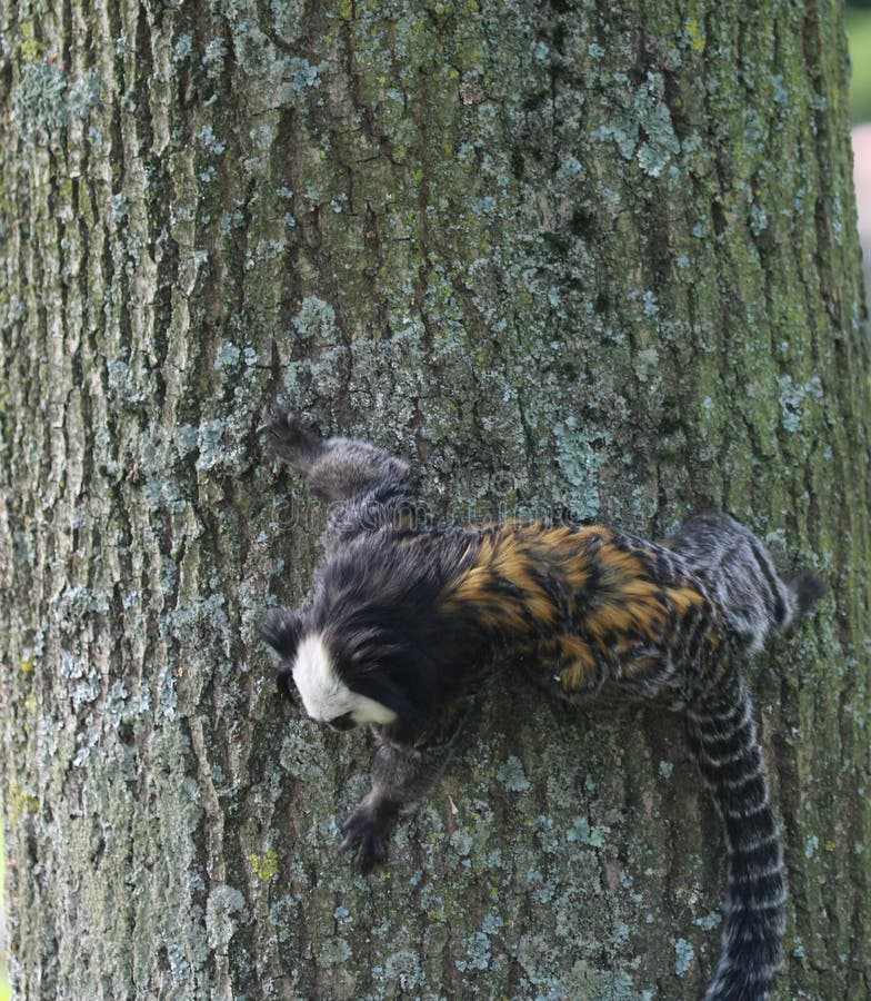 Emperor tamarin stock image. Image of nature, cute, imperator - 99618091
