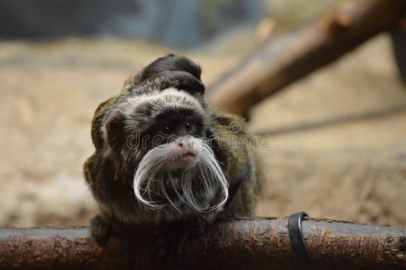 Emperor Tamarin stock photo. Image of backdrop, natural - 99004744